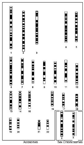 Female X Chromosome Inheritance Through Generations – byteqa87